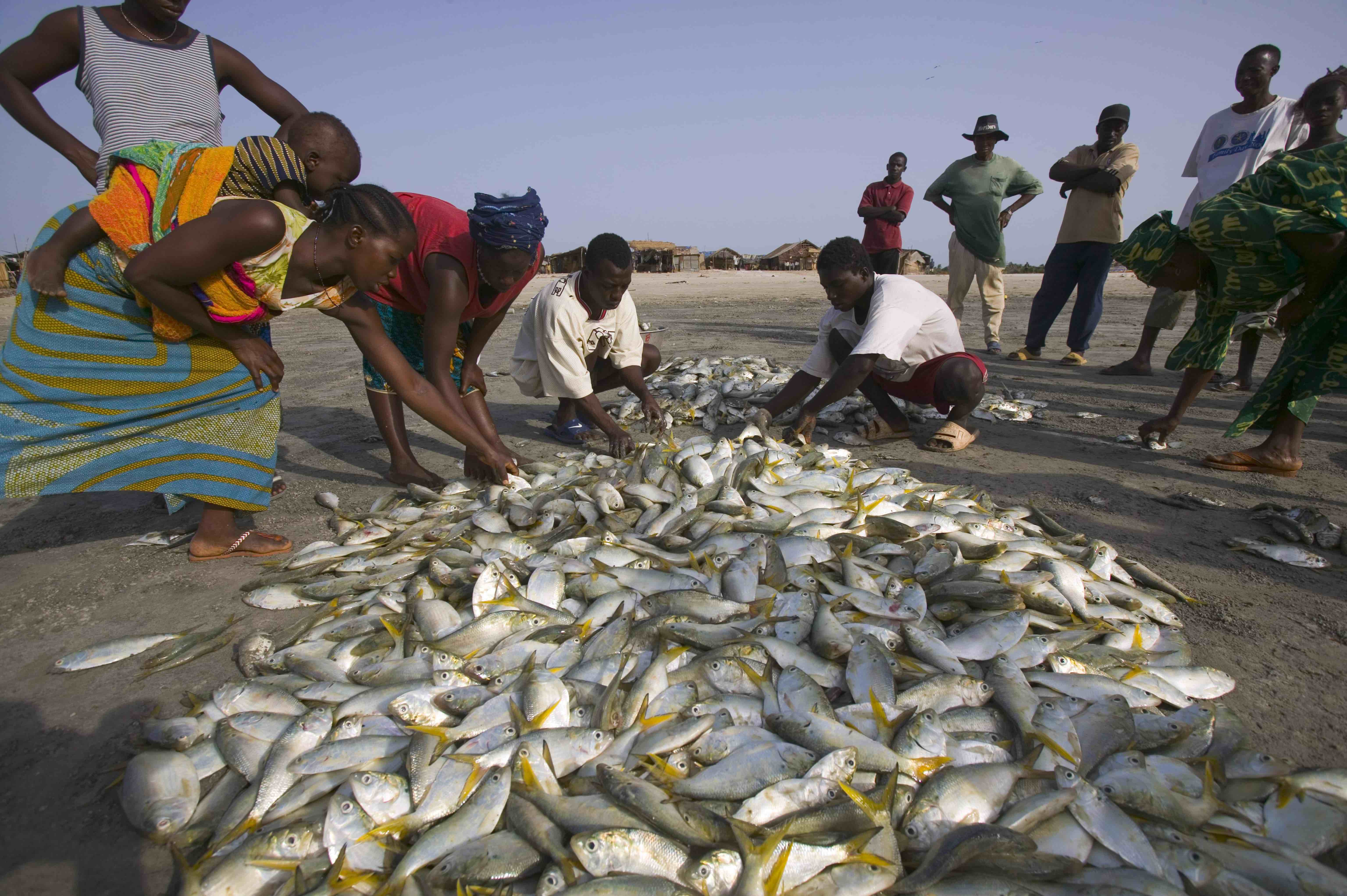 € 61,000 for marine research in Senegal - Van Marwijk Advies